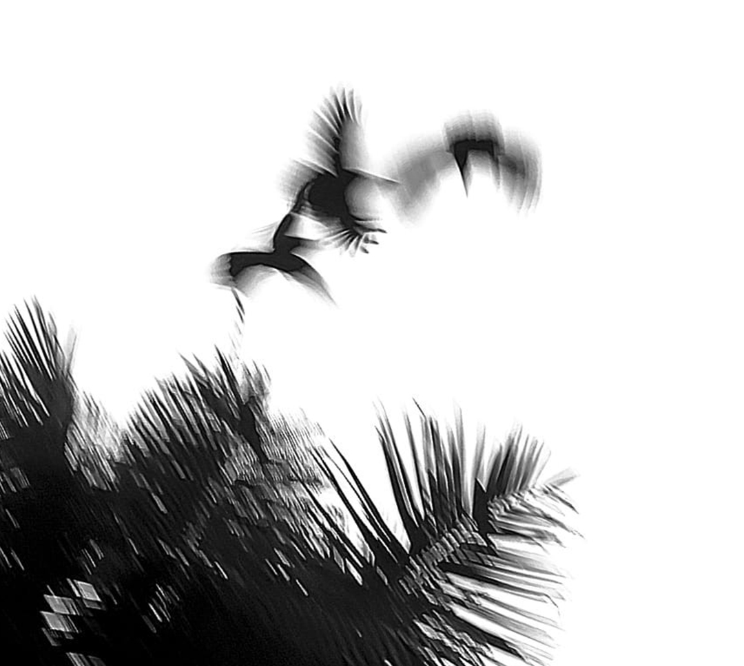 Gallery – Photomuse