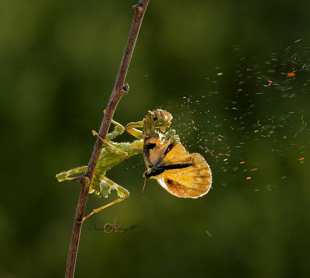 Gallery – Photomuse